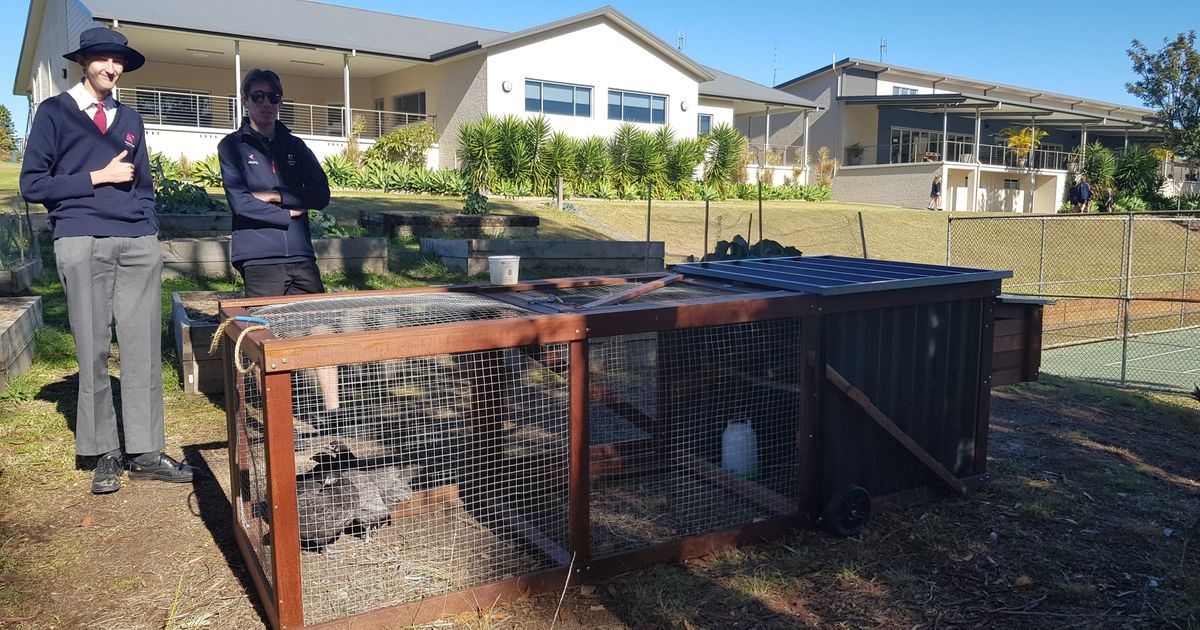 The Chicken Coop Project | Avondale School
