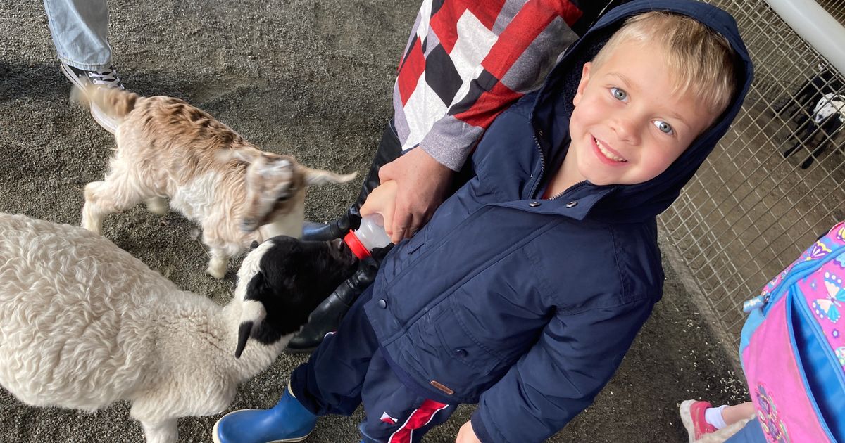 Kindy Visits the Farm | Avondale School