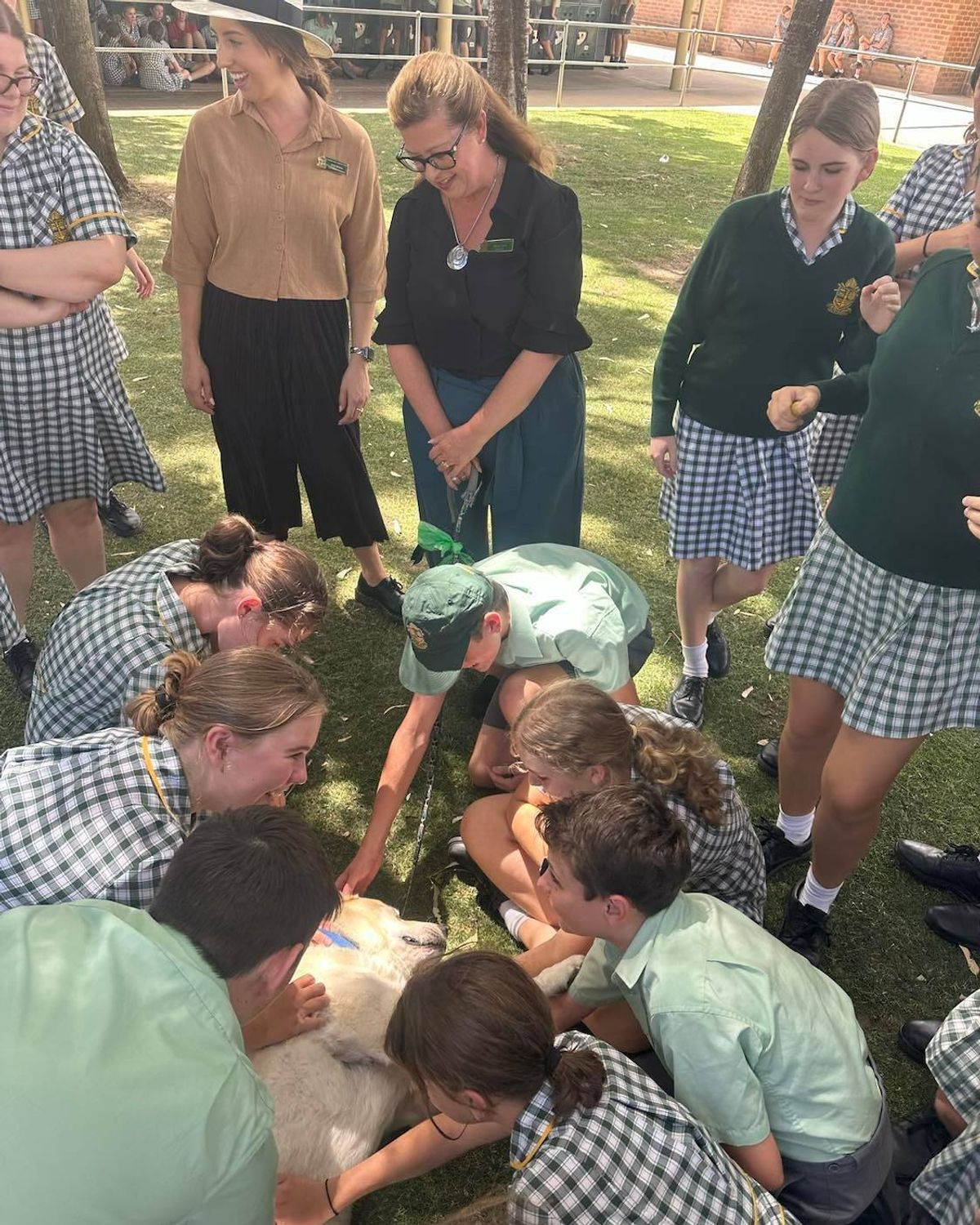 School Wellbeing Dog Visiting with Principal Mrs Tracey Gray ...