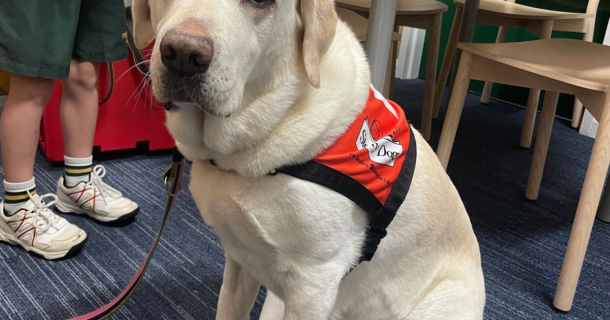 Story Dogs at Frederick Irwin | Frederick Irwin Anglican School