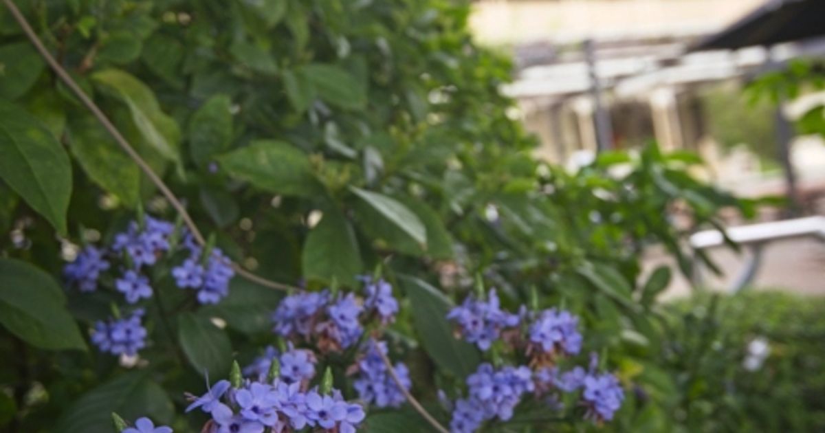 Foundation - Join our iving community - All Hallows' School