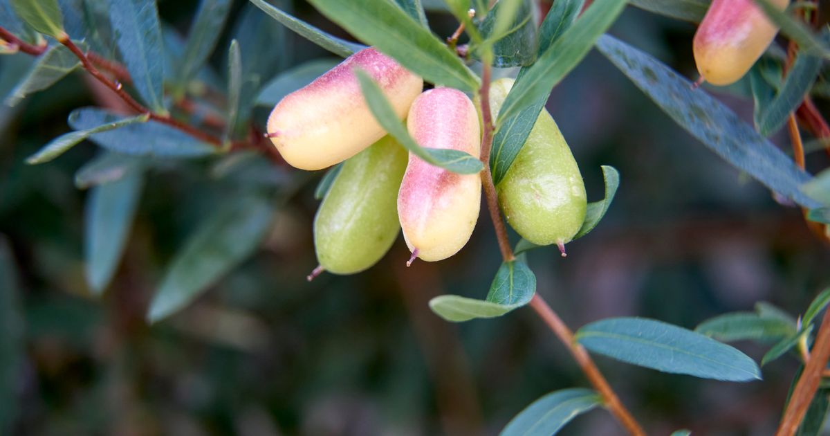 Apple Berry - St Hilda's School