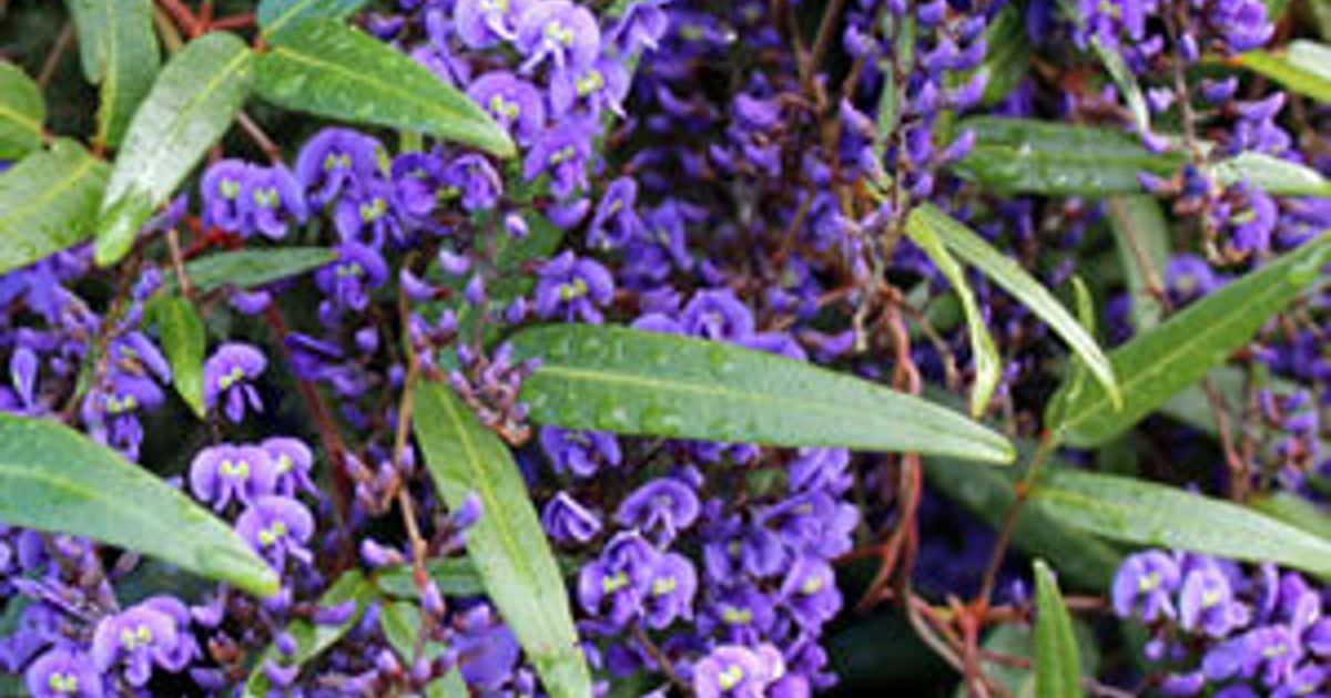 The Native Climber - St Hilda's School